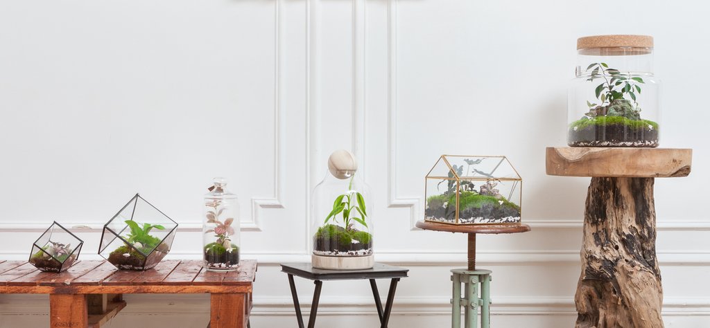 Paris Pousse, le site qui vous livre vos plus belles plantes