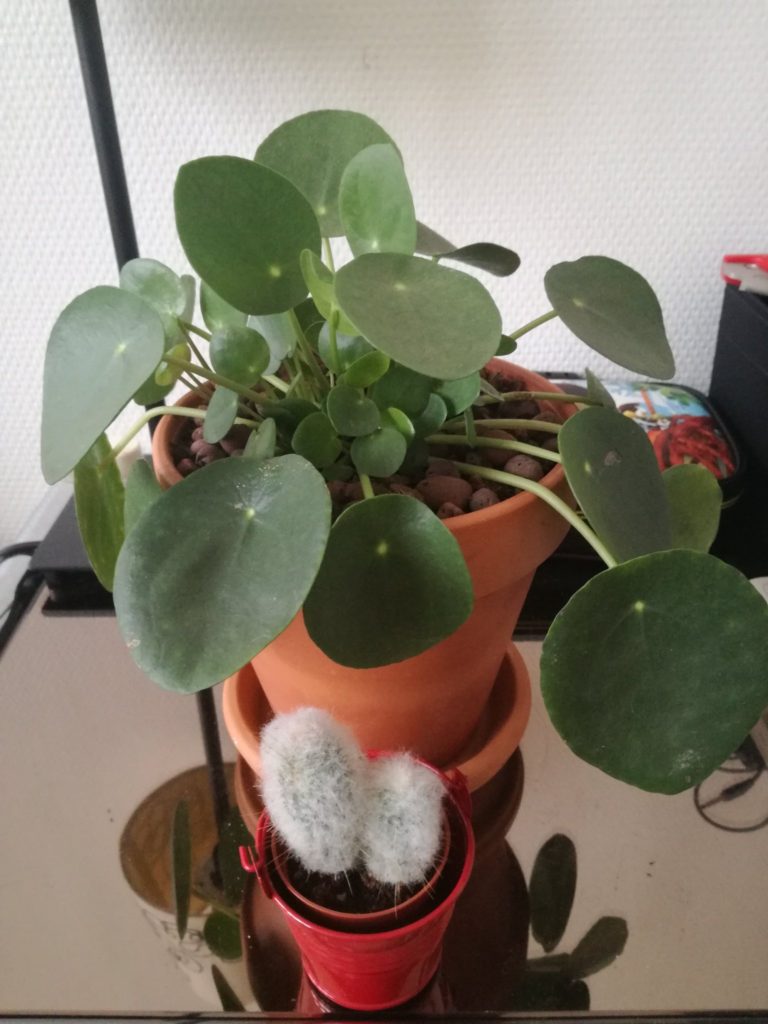 Paris Pousse, le site qui vous livre vos plus belles plantes